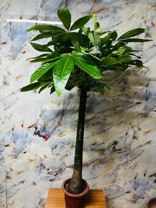 Money tree - Plants Life Landscape LLC