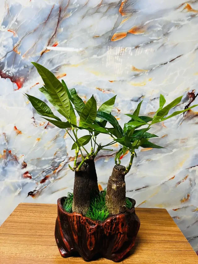 Money tree - Plants Life Landscape LLC