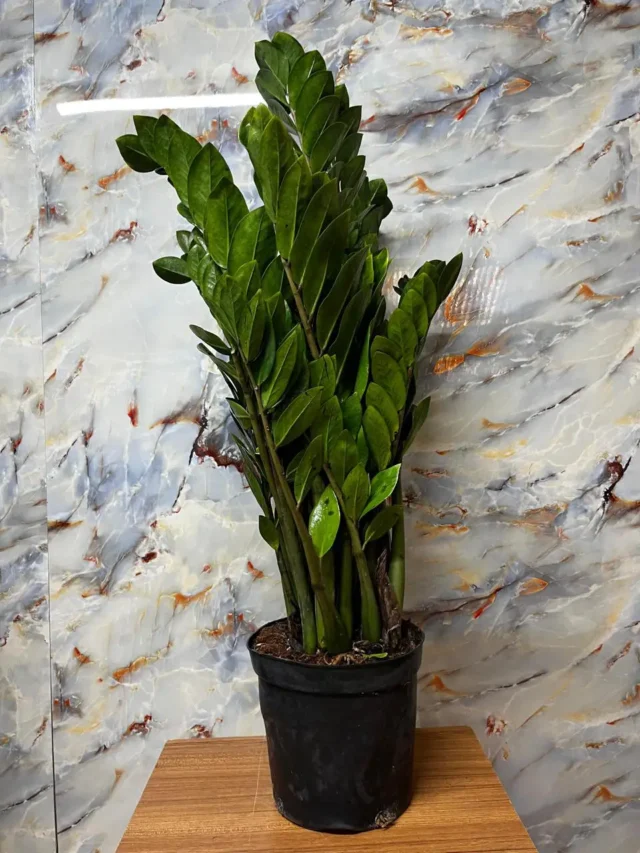 Zizi plant - Plants Life Landscape LLC