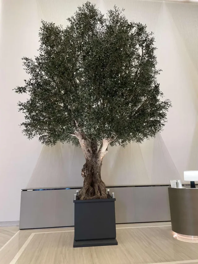 Olive ball Shape - Plants Life Landscape LLC