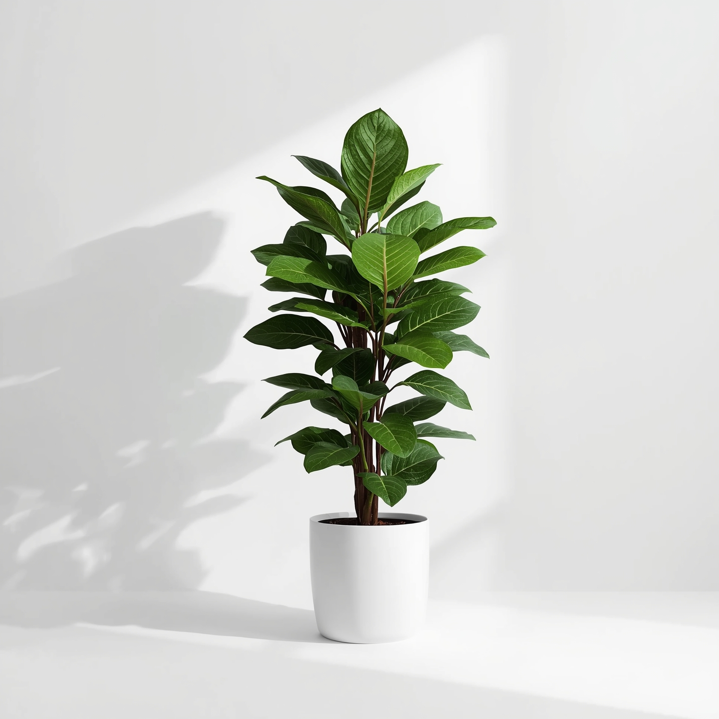 XL Fiddle Leaf Fig 180cm - Plants Life Landscape LLC