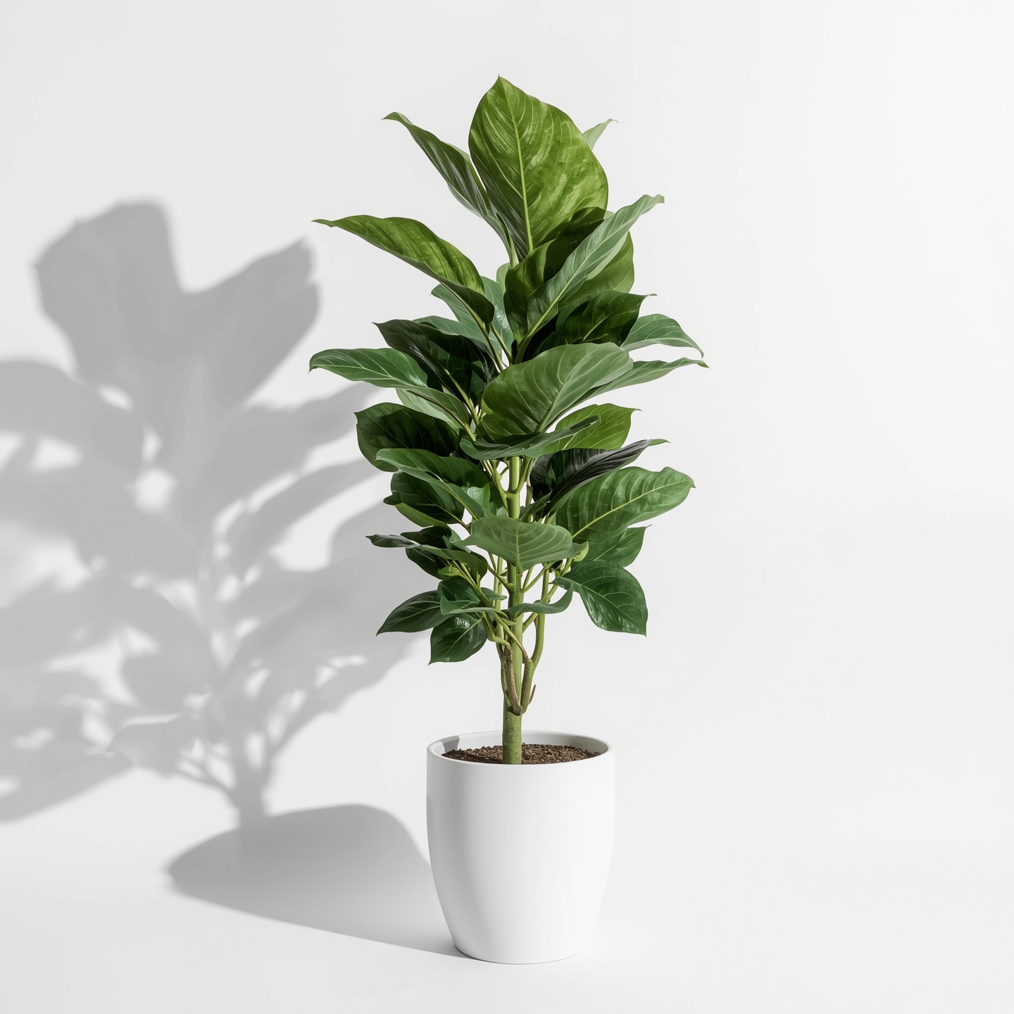 XL Fiddle Leaf Fig 180cm - Plants Life Landscape LLC